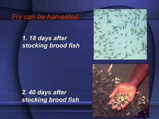 Tilapia hatchery operation.pdf