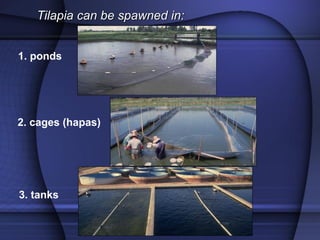 Tilapia hatchery operation.pdf
