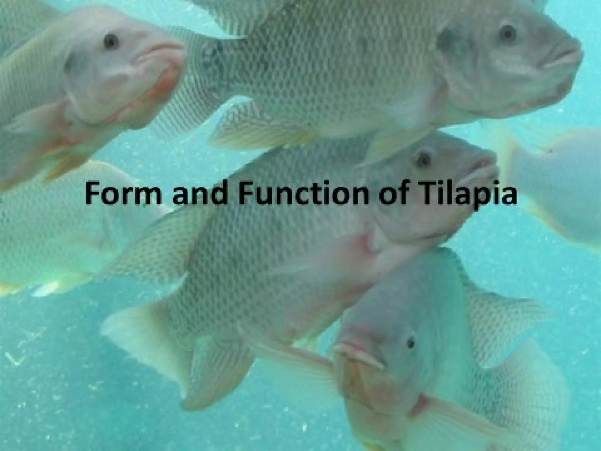 tilapia | PPT