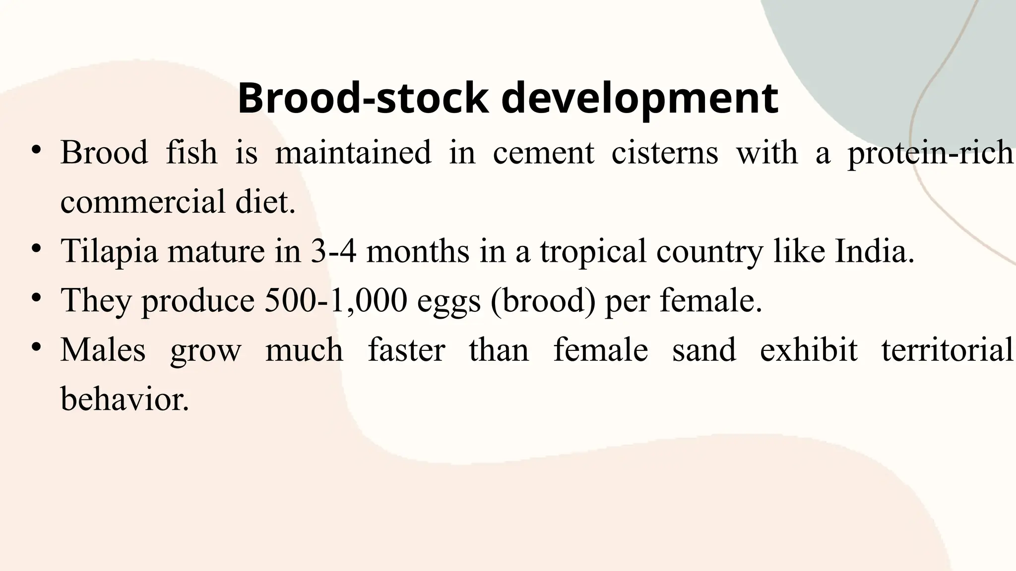 Tilapia ppt.pptx........................... | PPTX