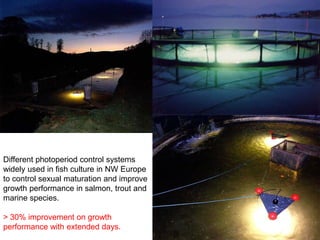 Tilapia Research - Institute Of Aquaculture | PDF