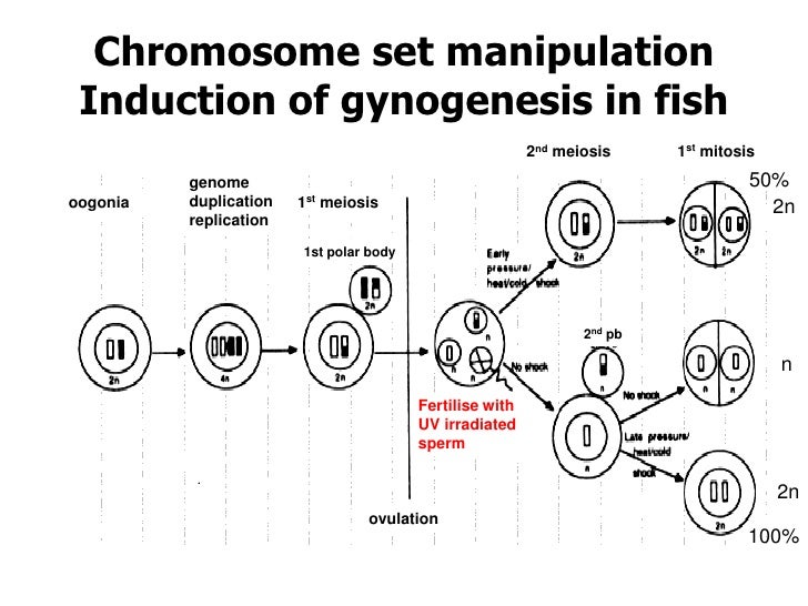 Tilapia Research - Institute Of Aquaculture