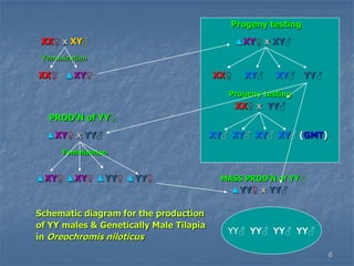Tilapia seed prodn & hatchery mgt | PDF