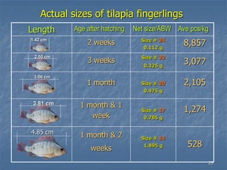 Tilapia seed prodn & hatchery mgt | PPT