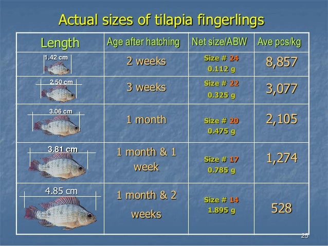 Tilapia seed prodn & hatchery mgt