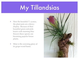 Tillandsia collection | KEY