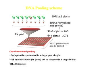 TILLING AND ECOTILLING.pptx