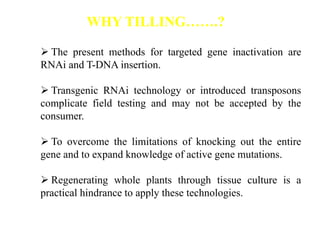TILLING AND ECOTILLING.pptx