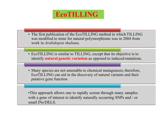 Tilling & Eco-tilling.pptx