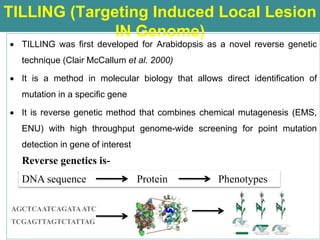 Tilling, Eco- Tilling and MAS for crop improvement | PPT