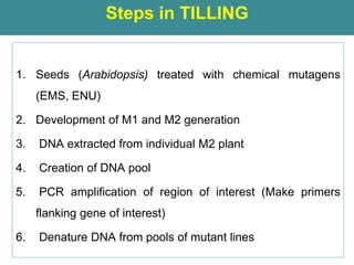Tilling, Eco- Tilling and MAS for crop improvement | PPT