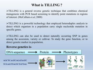 Tilling & eco tilling indrajay delvadiya | PPT