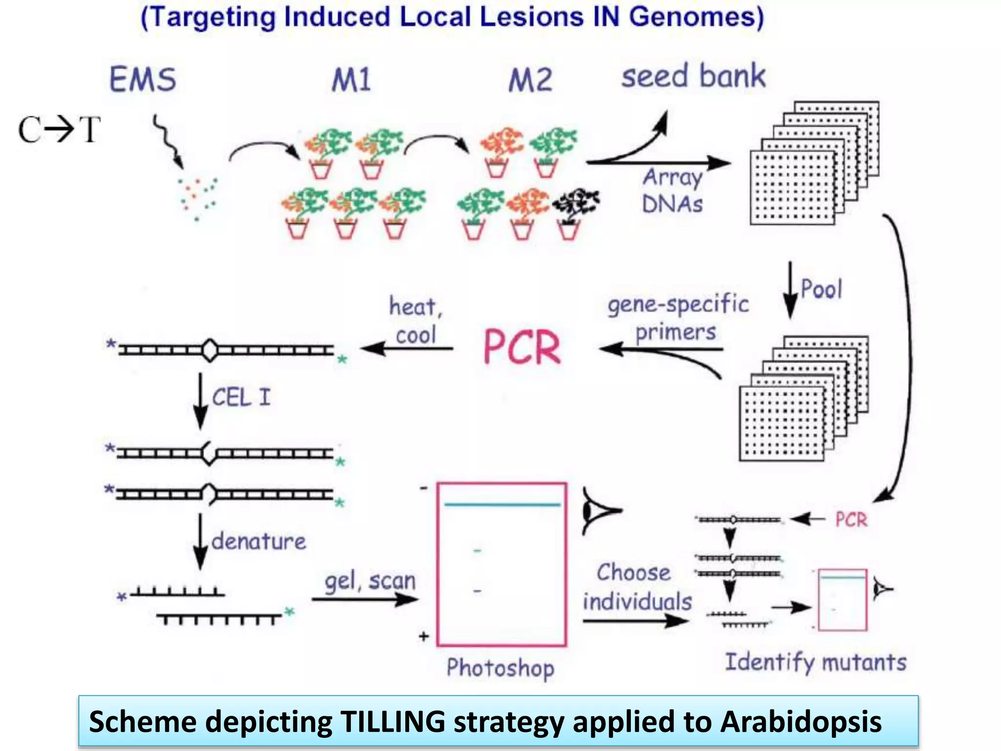 TILLING & ECO-TILLING | PPTX