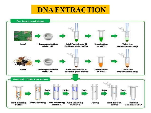 TILLING & ECO-TILLING | PPTX | Genetics | Science