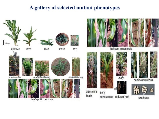 TILLING & ECO-TILLING | PPTX | Genetics | Science