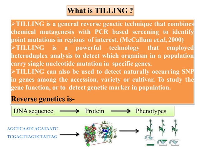 TILLING & ECO-TILLING | PPTX | Genetics | Science