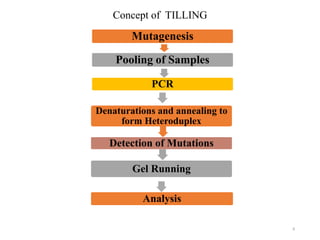 Target Inducing Local Lesions In Genome (Tilling) | PPTX