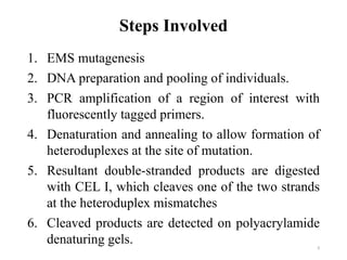 Target Inducing Local Lesions In Genome (Tilling) | PPTX