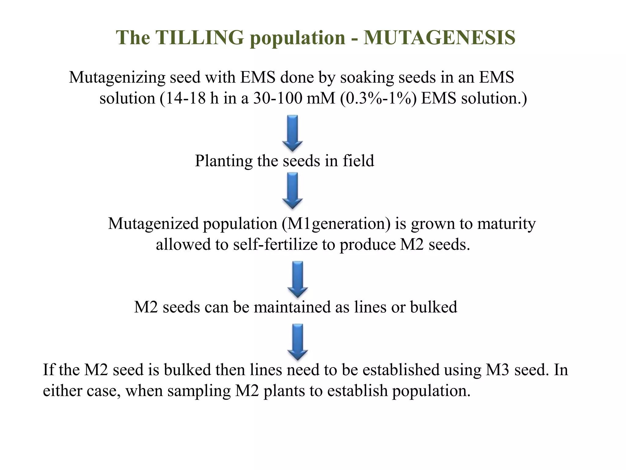 Tilling and Ecotilling for crop improvement | PPTX