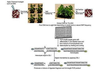 Tilling and Ecotilling for crop improvement | PPTX