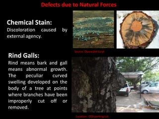 Timber_ Presentation at SVNIT, Surat | PPTX | Woodworking | Arts and Crafts