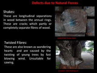 Timber_ Presentation at SVNIT, Surat | PPTX | Woodworking | Arts and Crafts