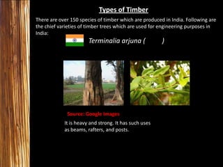 Timber_ Presentation at SVNIT, Surat | PPTX