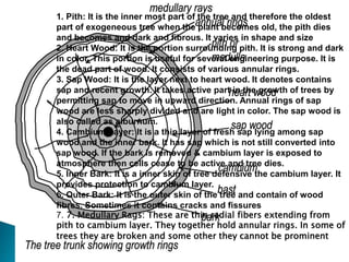 Timber and its theory | PPT
