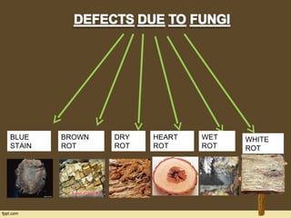 timber characteristics and defects | PPT
