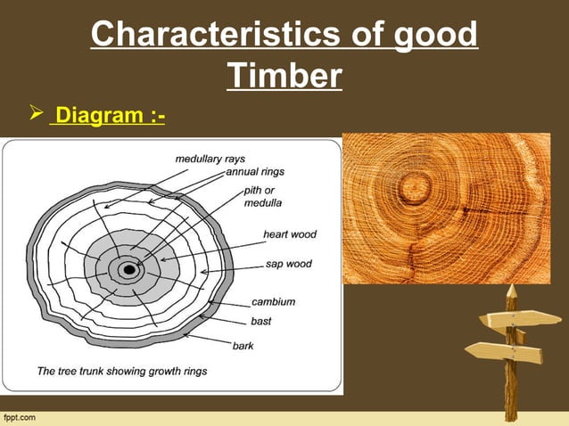 timber characteristics and defects | PPT | Woodworking | Arts and Crafts