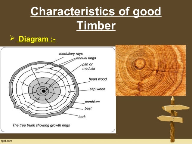 timber characteristics and defects