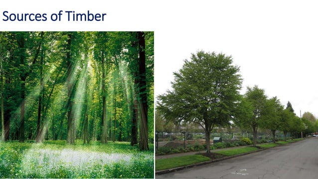 Timber- As a Building Material | PPT