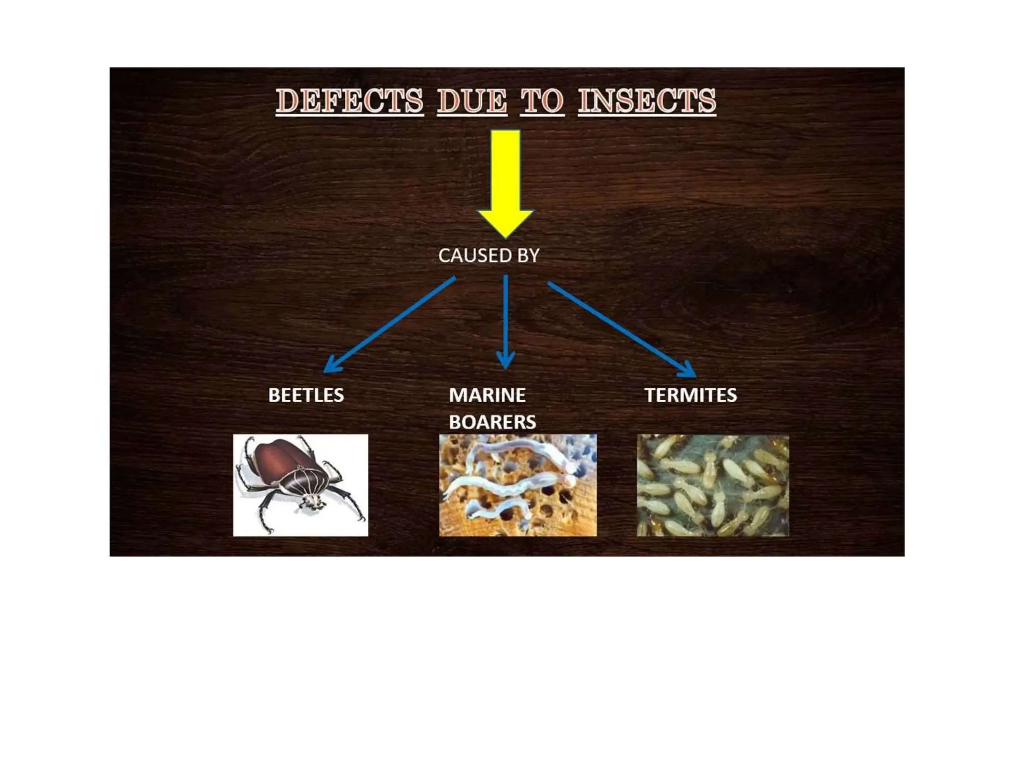 wood structure details seasoning defects | PPT