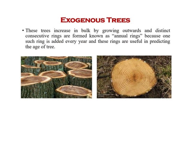 wood structure details seasoning defects | PPT