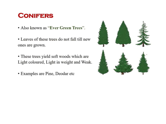 wood structure details seasoning defects | PPT