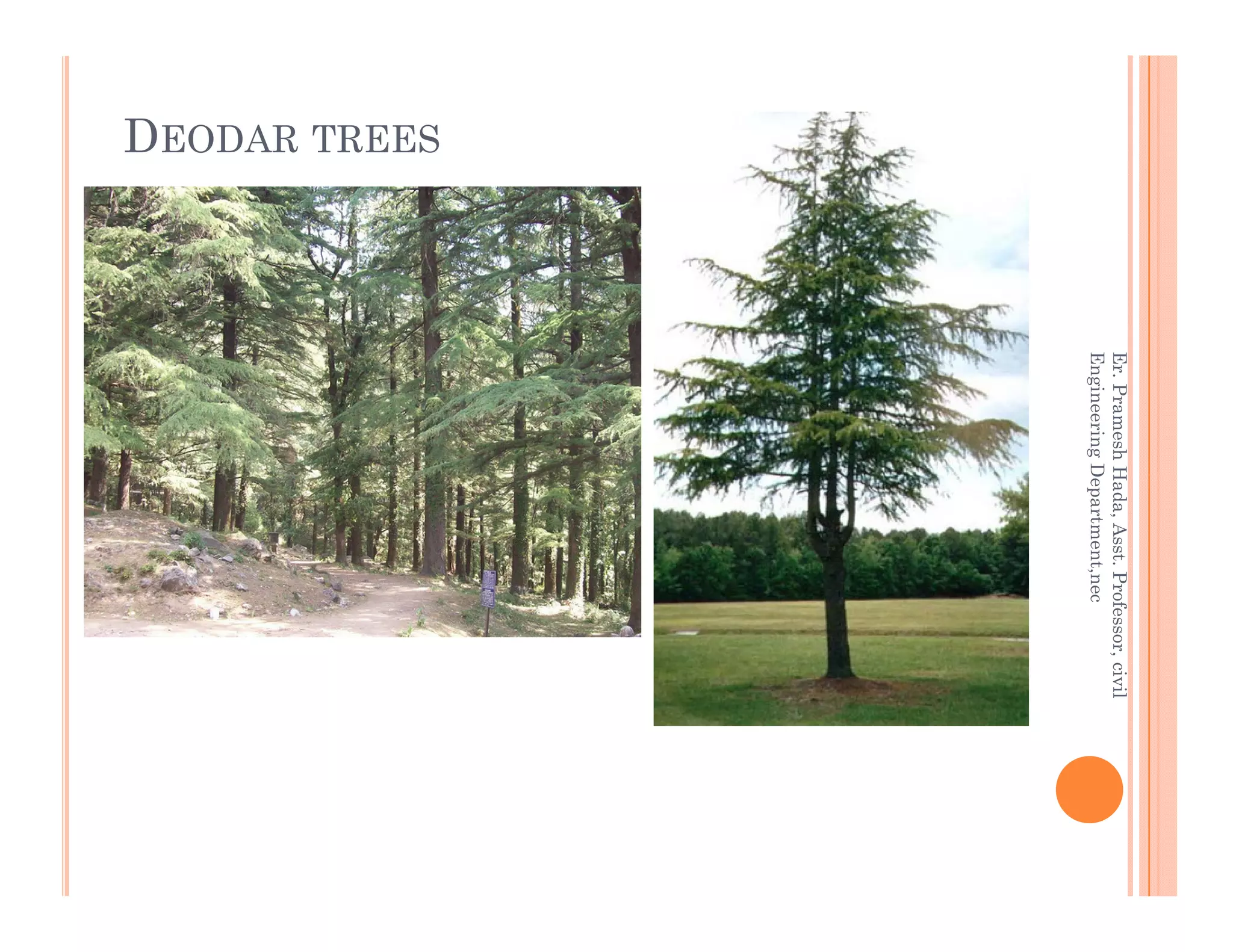 Timber civil engineering material - asst. proff. pramesh hada | PDF