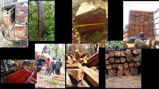 Timber harvesting-af-business-plan | PDF