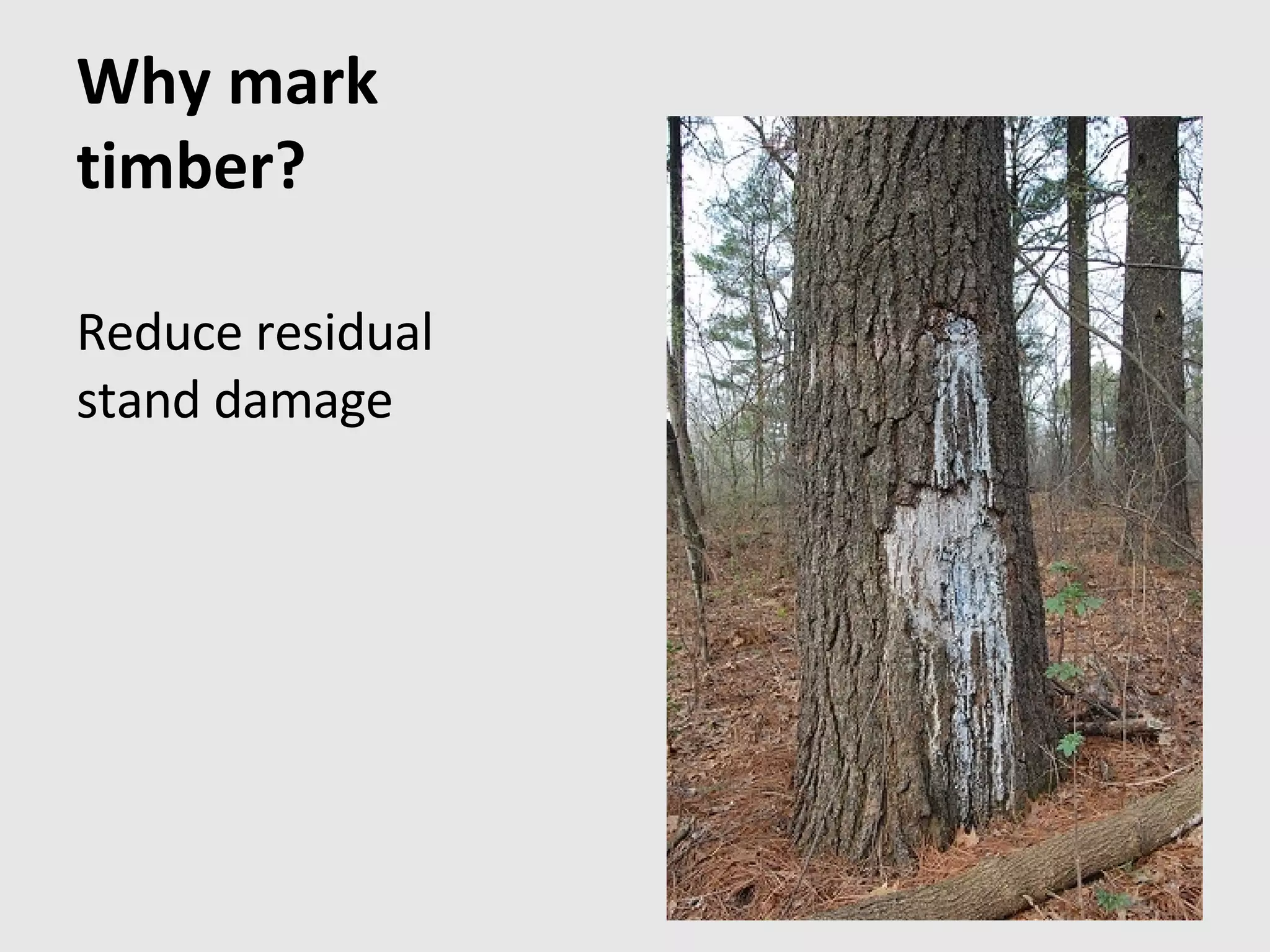 Timber Marking for Loggers | PPT