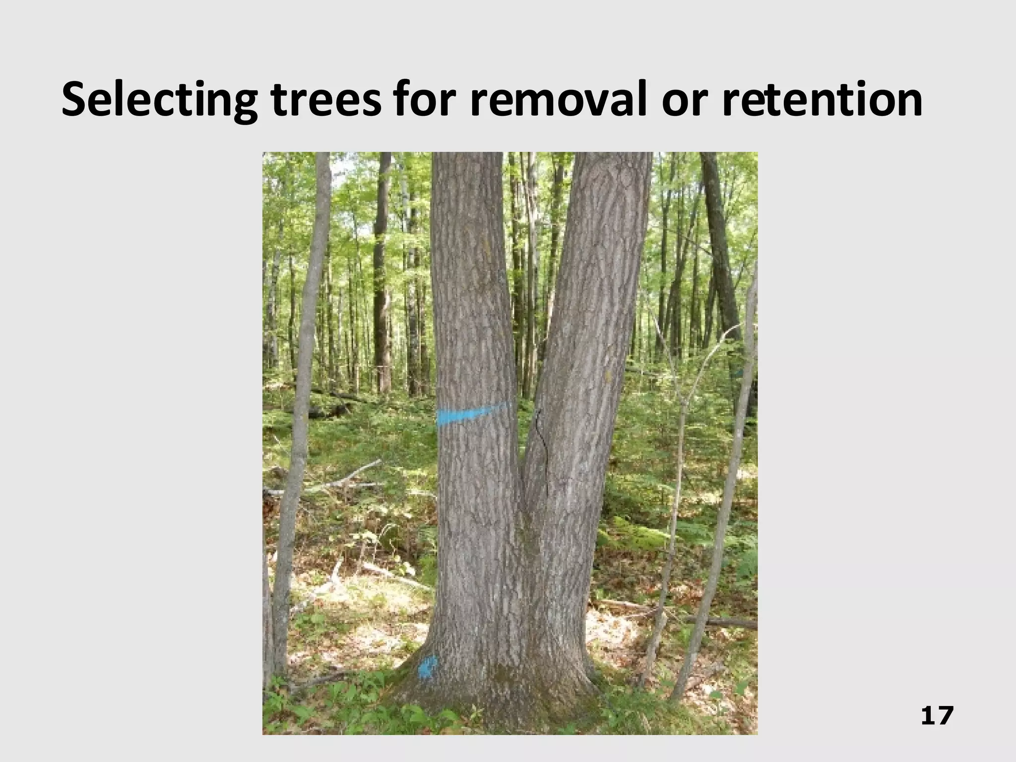 Timber Marking for Loggers | PPT