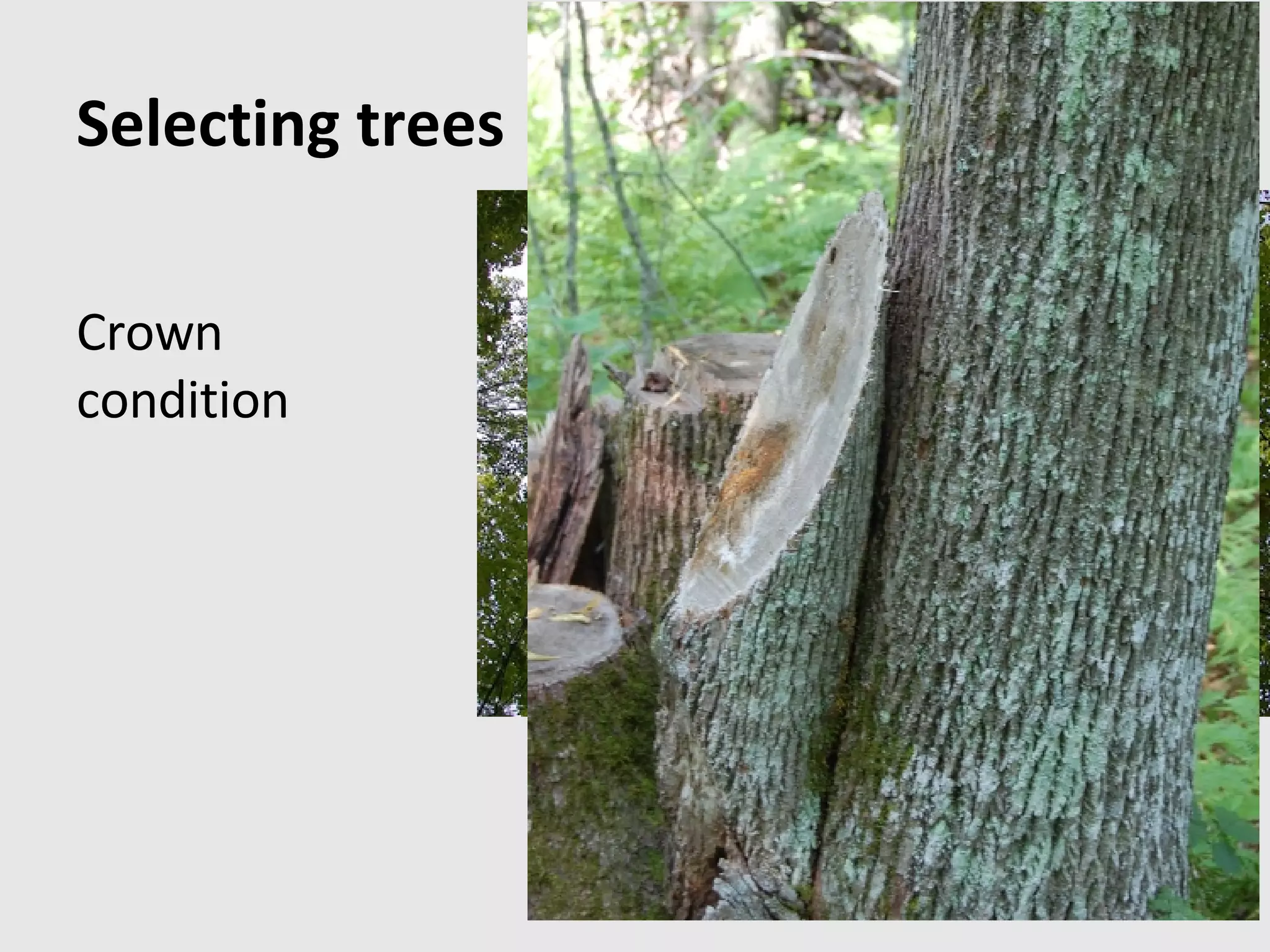 Timber Marking for Loggers | PPT