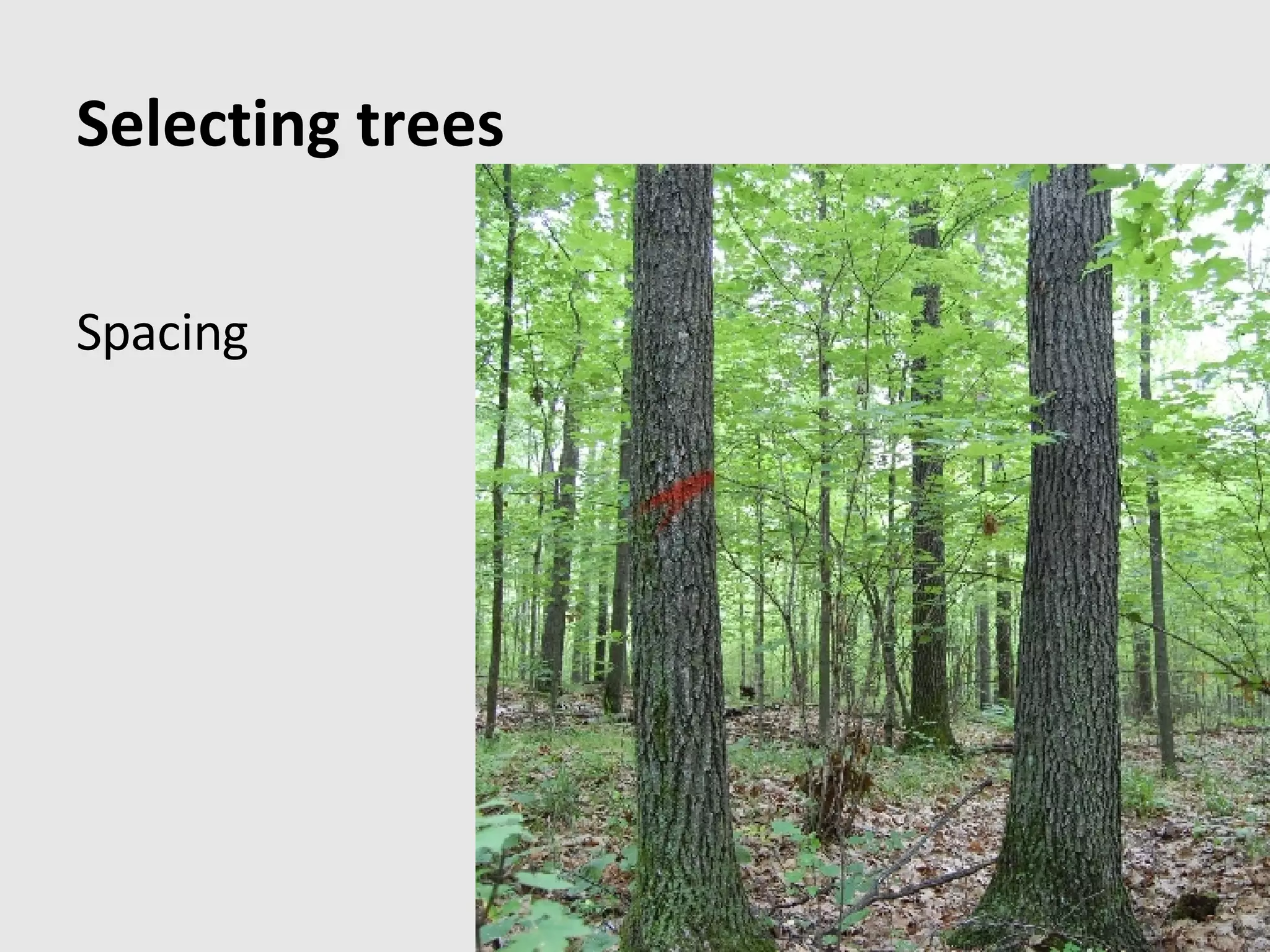 Timber Marking for Loggers | PPT