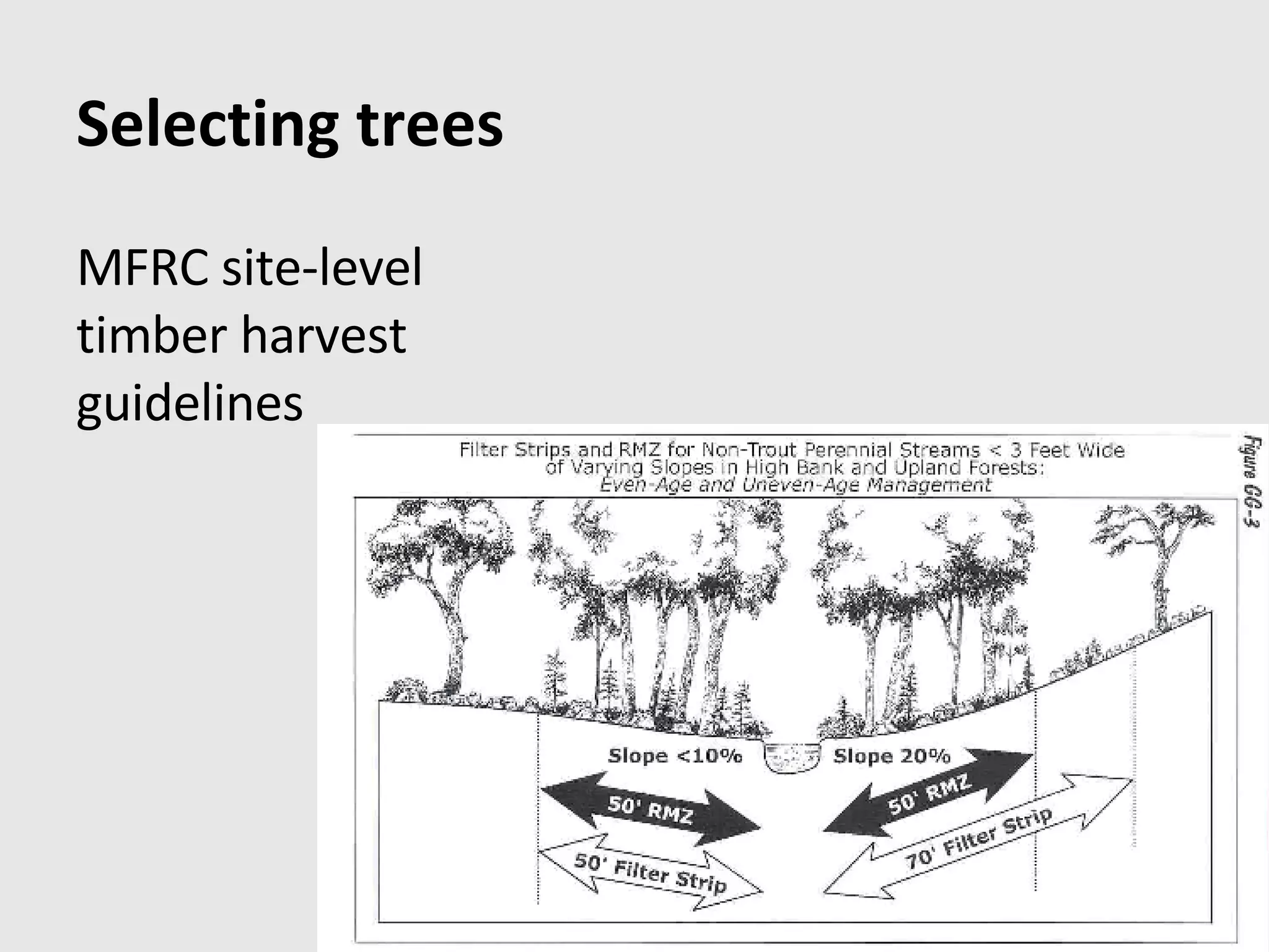 Timber Marking for Loggers | PPT