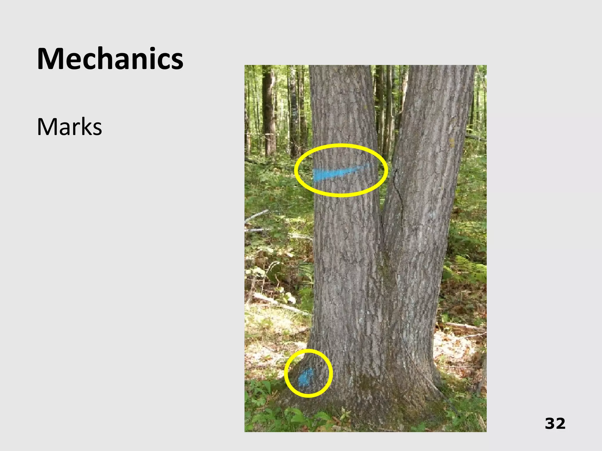 Timber Marking for Loggers | PPT