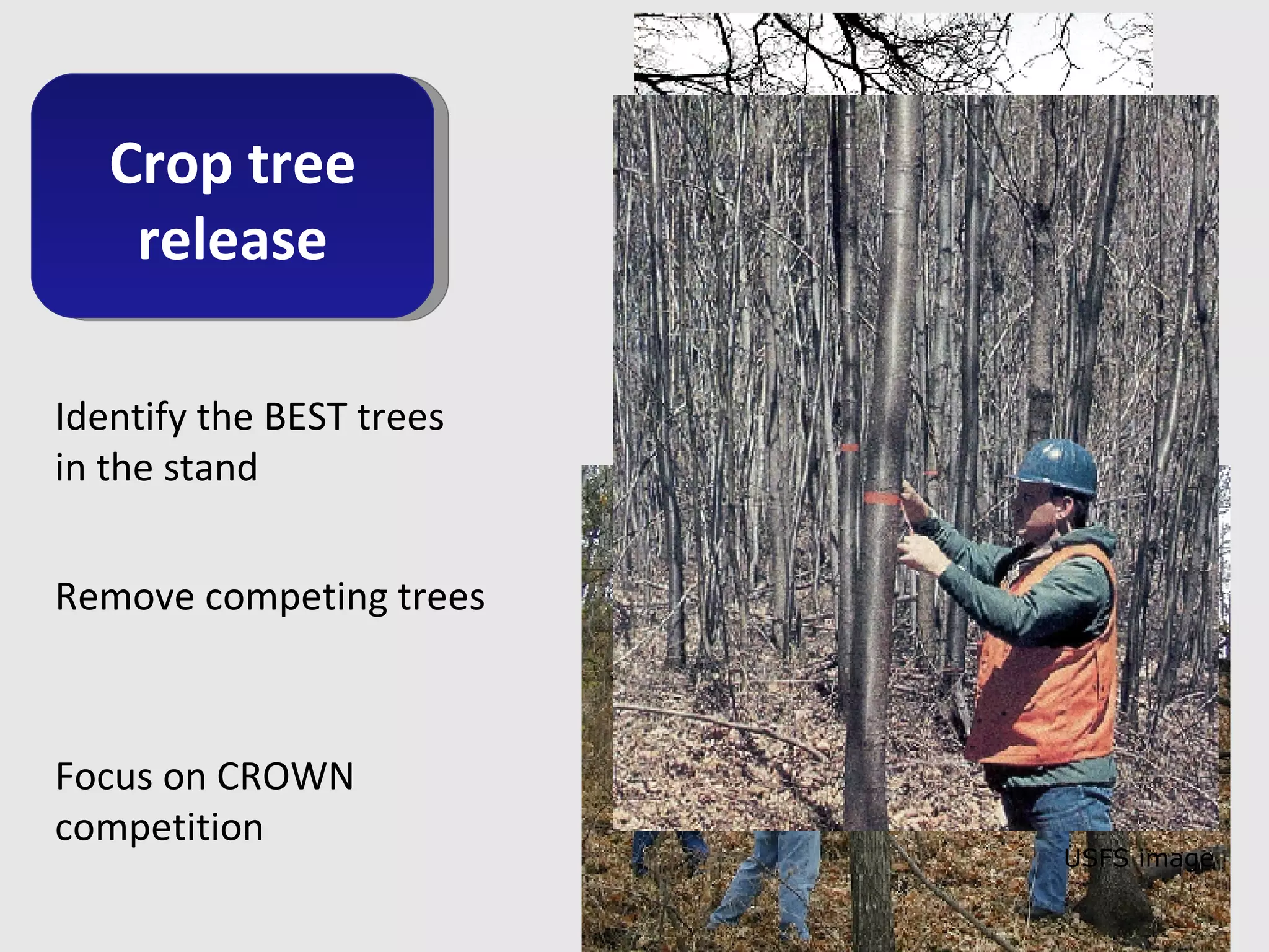 Timber Marking for Loggers | PPT