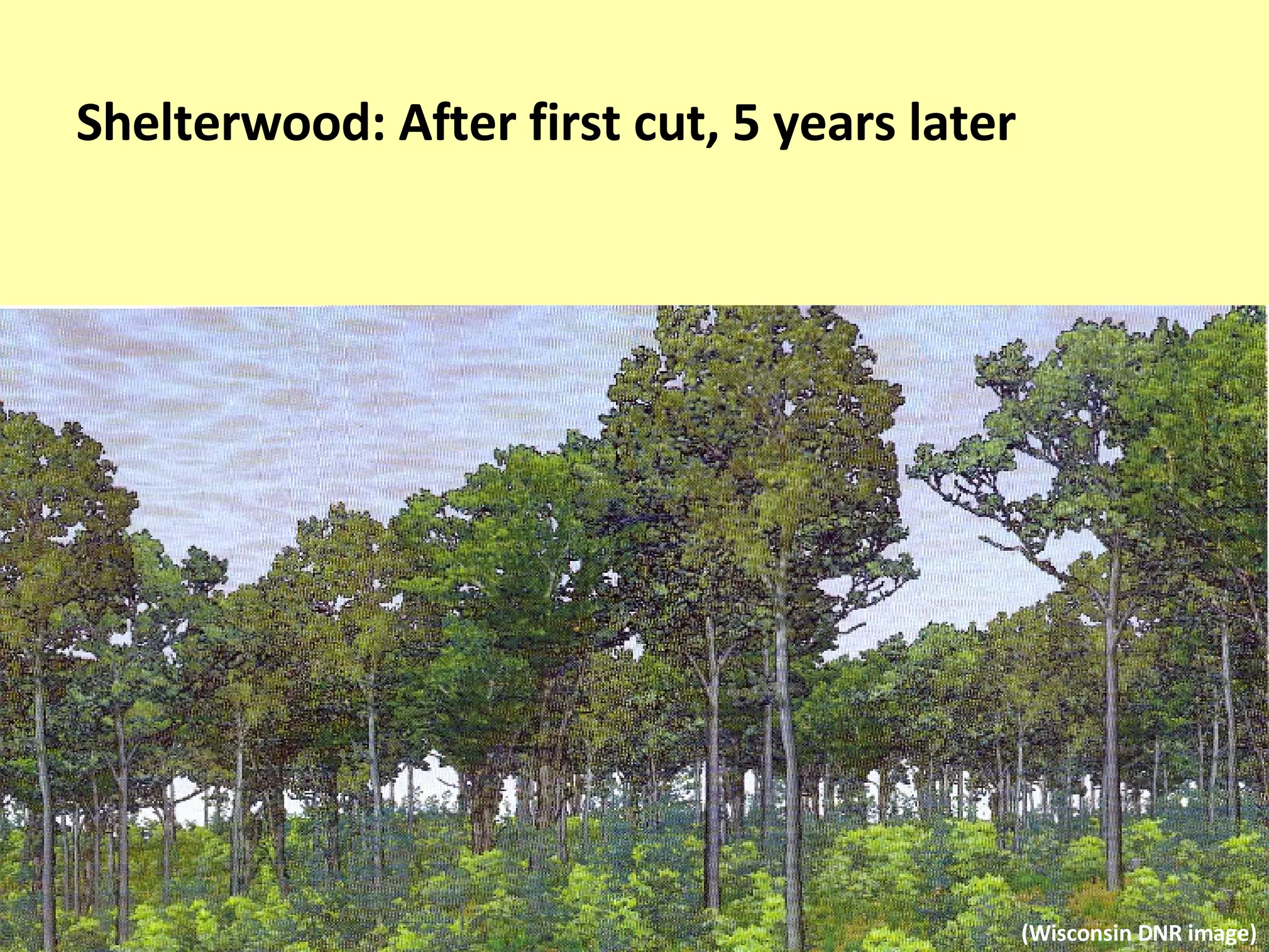 Timber Marking for Loggers | PPT