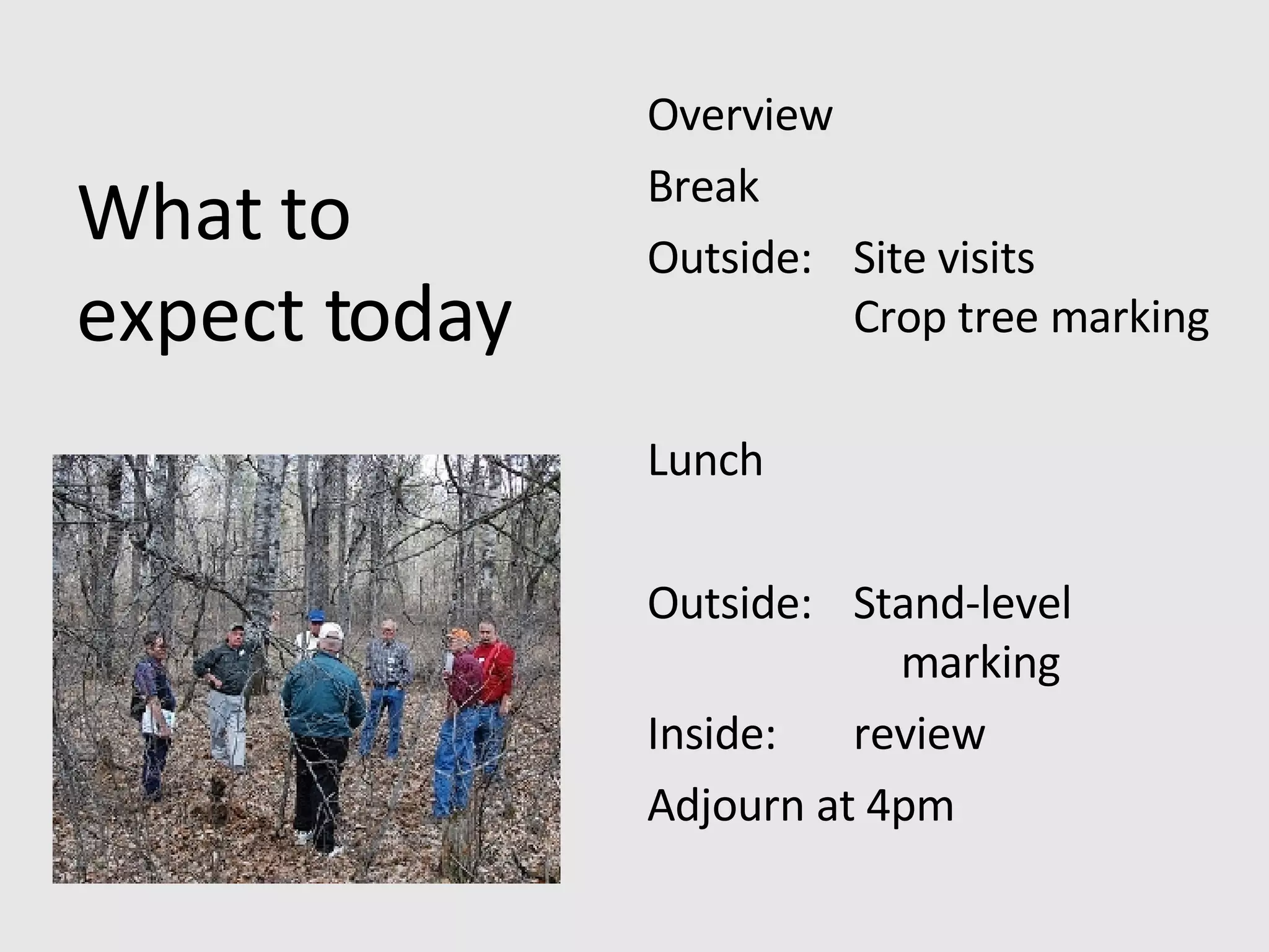 Timber Marking for Loggers | PPT