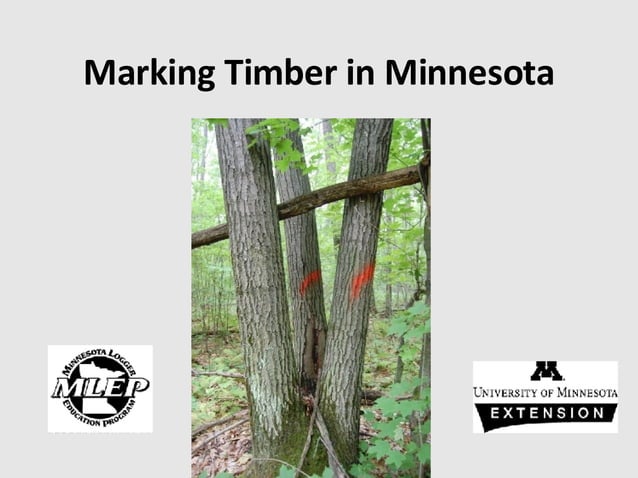 Timber Marking for Loggers | PPT | Woodworking | Arts and Crafts