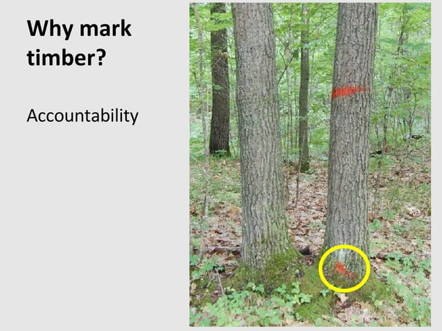 Timber Marking for Loggers | PPT | Woodworking | Arts and Crafts