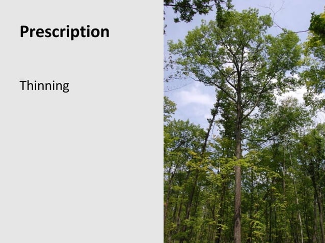 Timber Marking for Loggers | PPT | Woodworking | Arts and Crafts