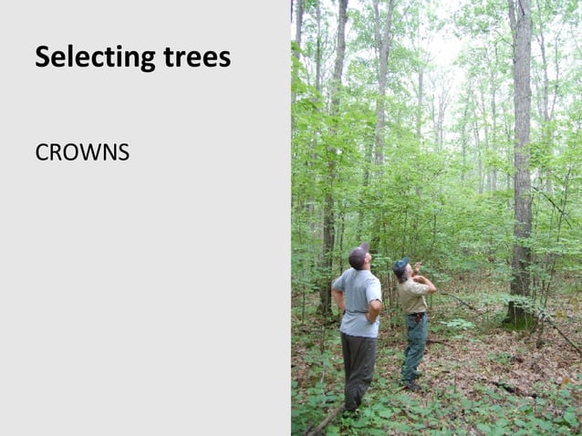 Timber Marking for Loggers | PPT | Woodworking | Arts and Crafts